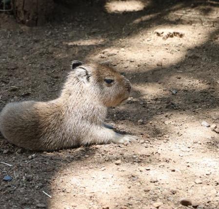 ¡Pura ternura! Capibara bebé en Monterrey derrite a todos con sus ...