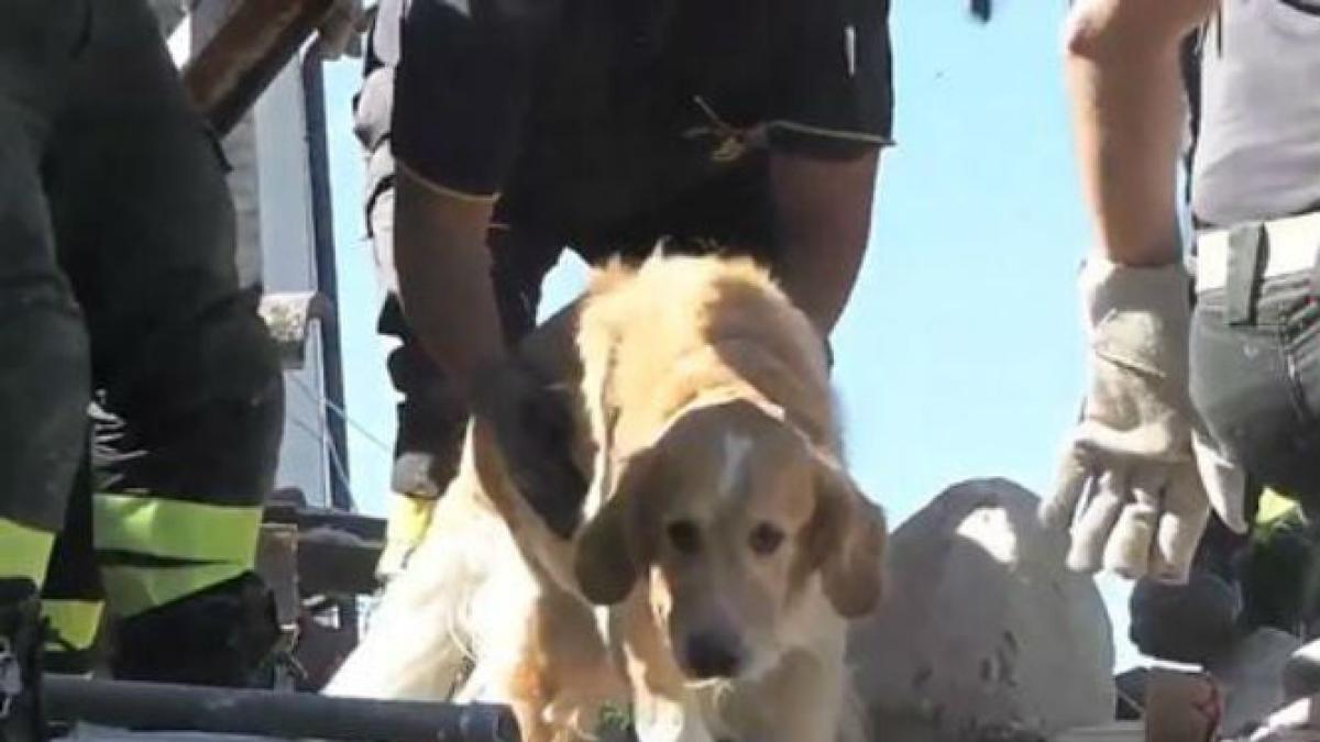 'Romeo', el perro que sobrevivió 9 días bajo los escombros en Italia
