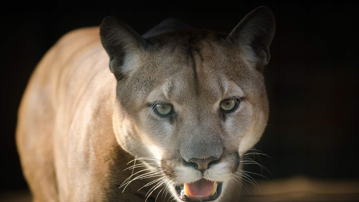 Canción de Metallica salva a una mujer y evita que puma la ataque