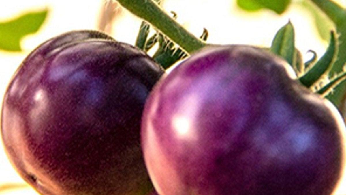 Estados Unidos aprueba cultivo del tomate morado modificado genéticamente