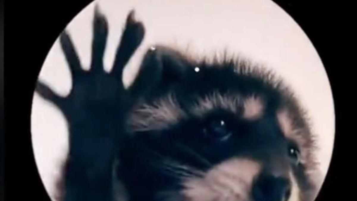 ¡Pedro, Pedro, Pedro! Éste es el origen del video del mapache y la ...