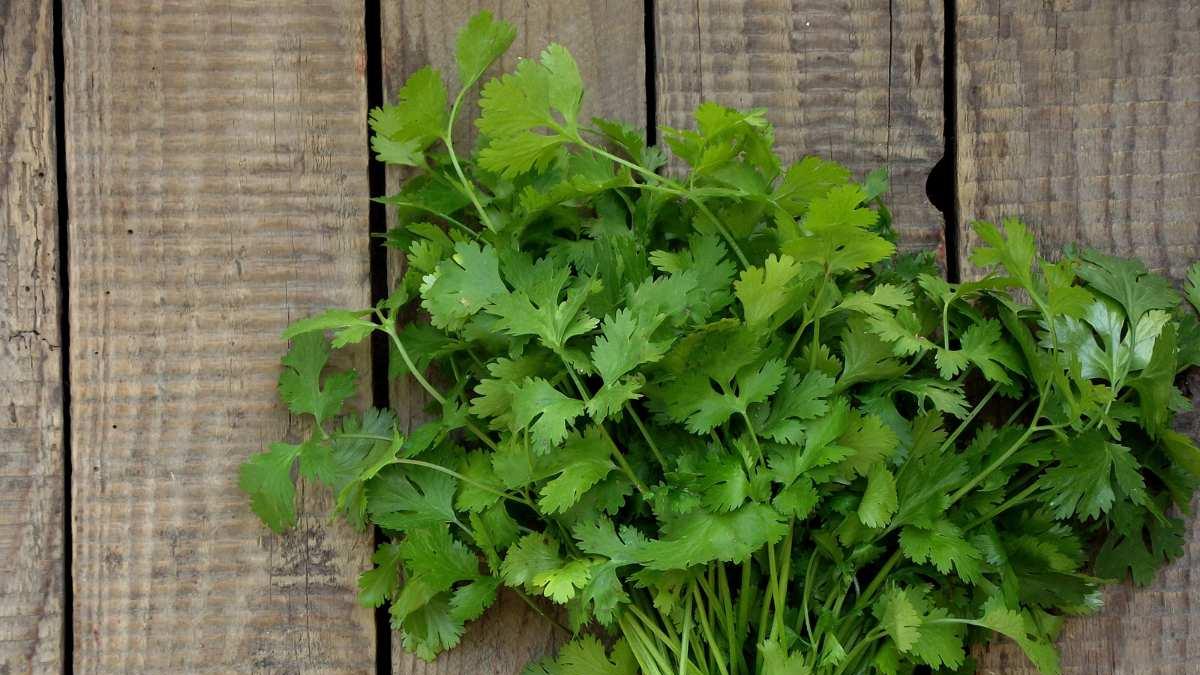 ¿Cómo sembrar cilantro en casa? Te explicamos paso a paso