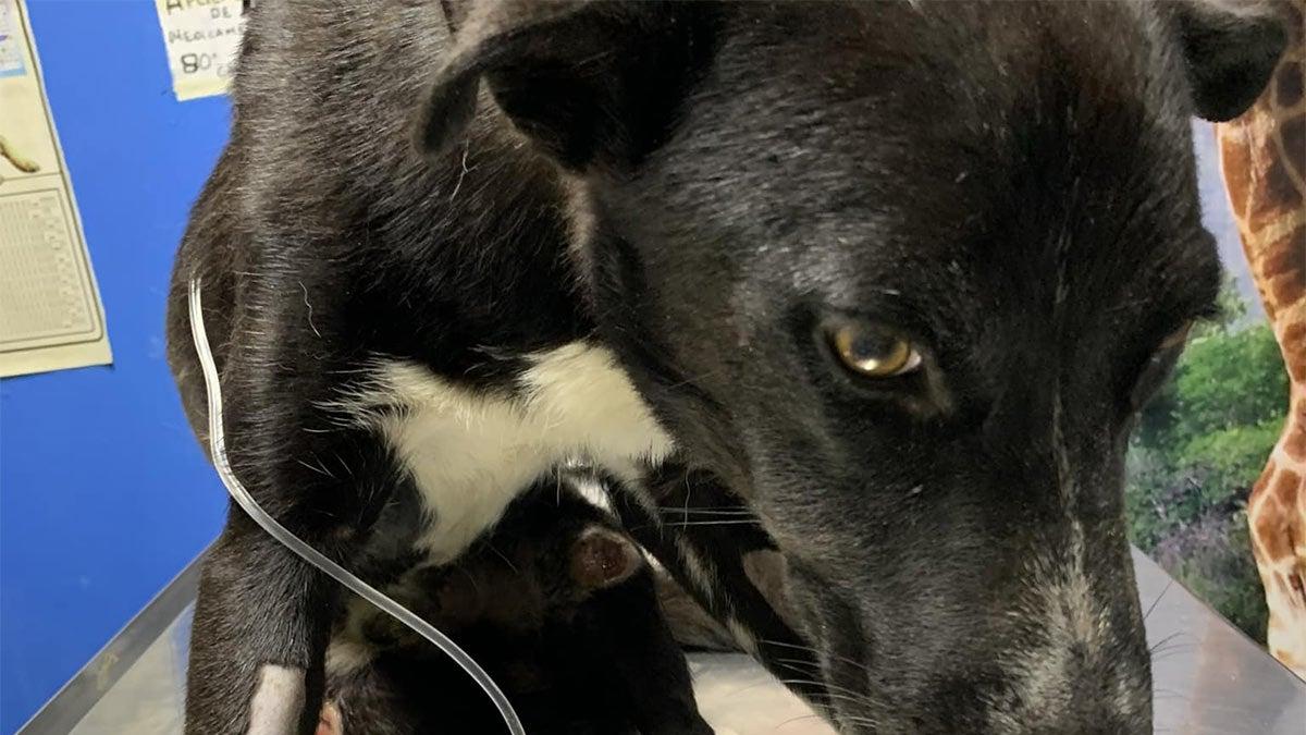 'Panchito', un perrito lleno de pulgas y llagas, lucha por su vida
