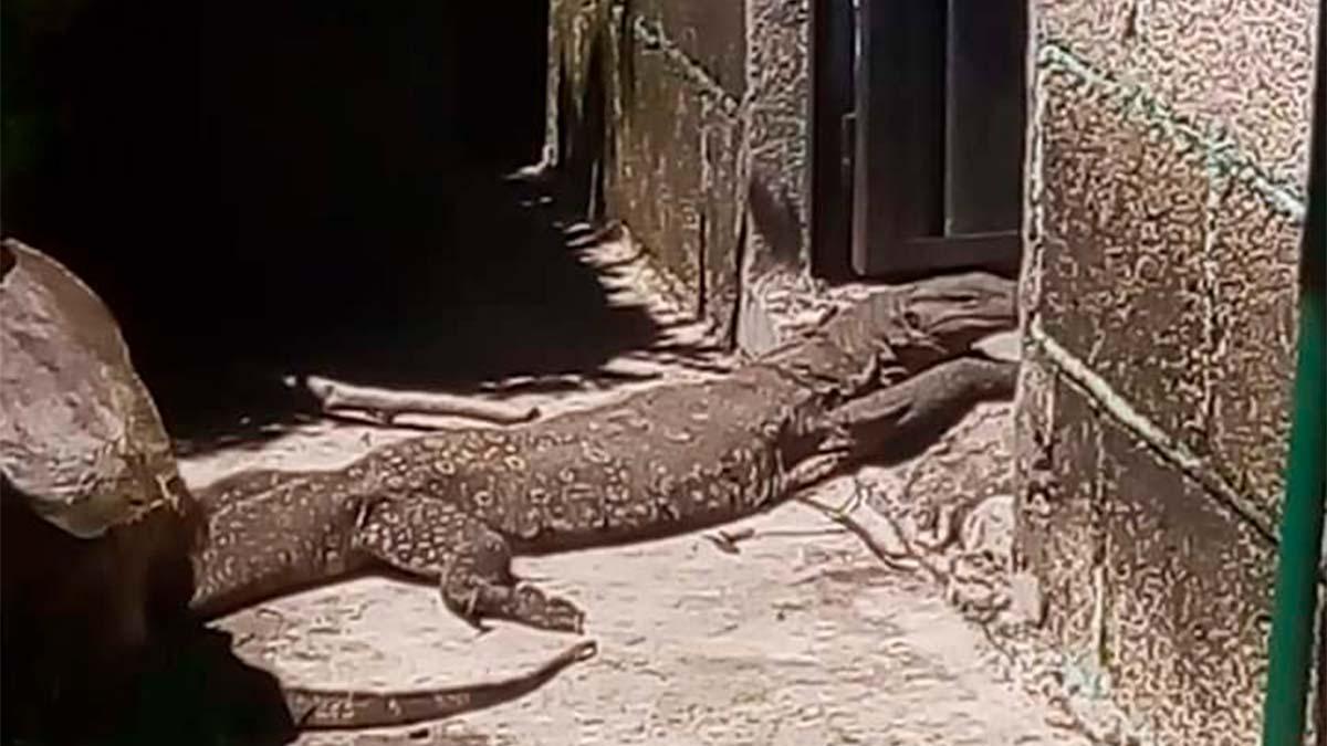 Hallan en Tlaxcala un Varanus Salvator, reptil similar al Dragón de Komodo