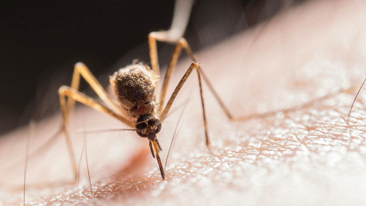 Enfermedades transmitidas por el mosquito: Chikungunya, Zika, Fiebre ...