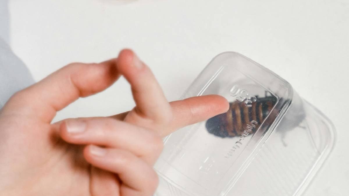 Diez formas efectivas para eliminar las cucarachas de tu casa