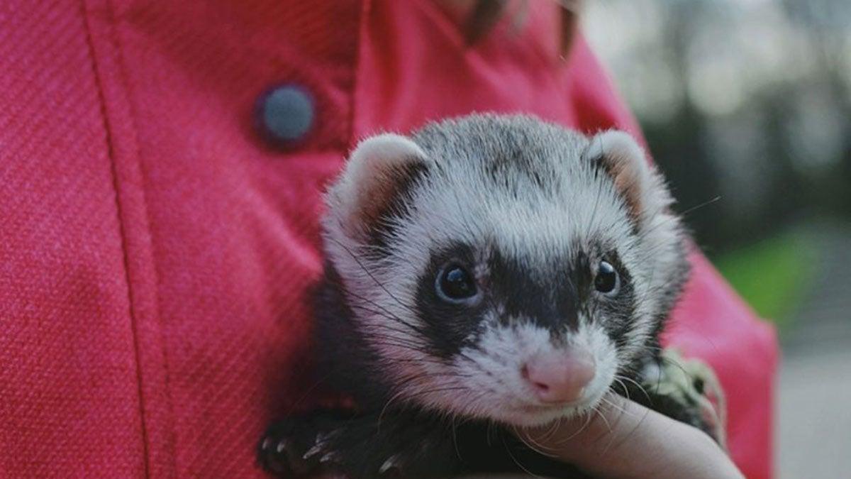 ¿Hurón de mascota? Esto cuesta mantener uno en México