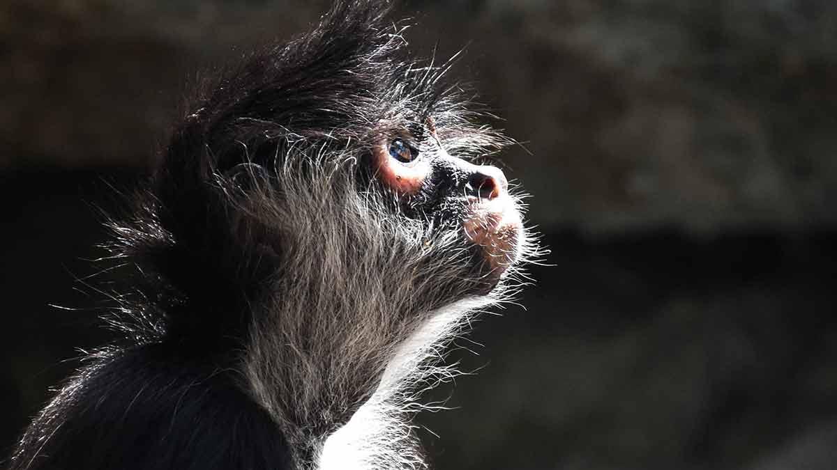 Encuentran restos de un changuito en un terreno cerca de un circo en ...