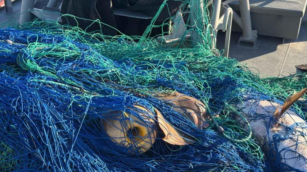 Marina libera 17 totoabas y asegura kilómetros de redes en Alto Golfo ...
