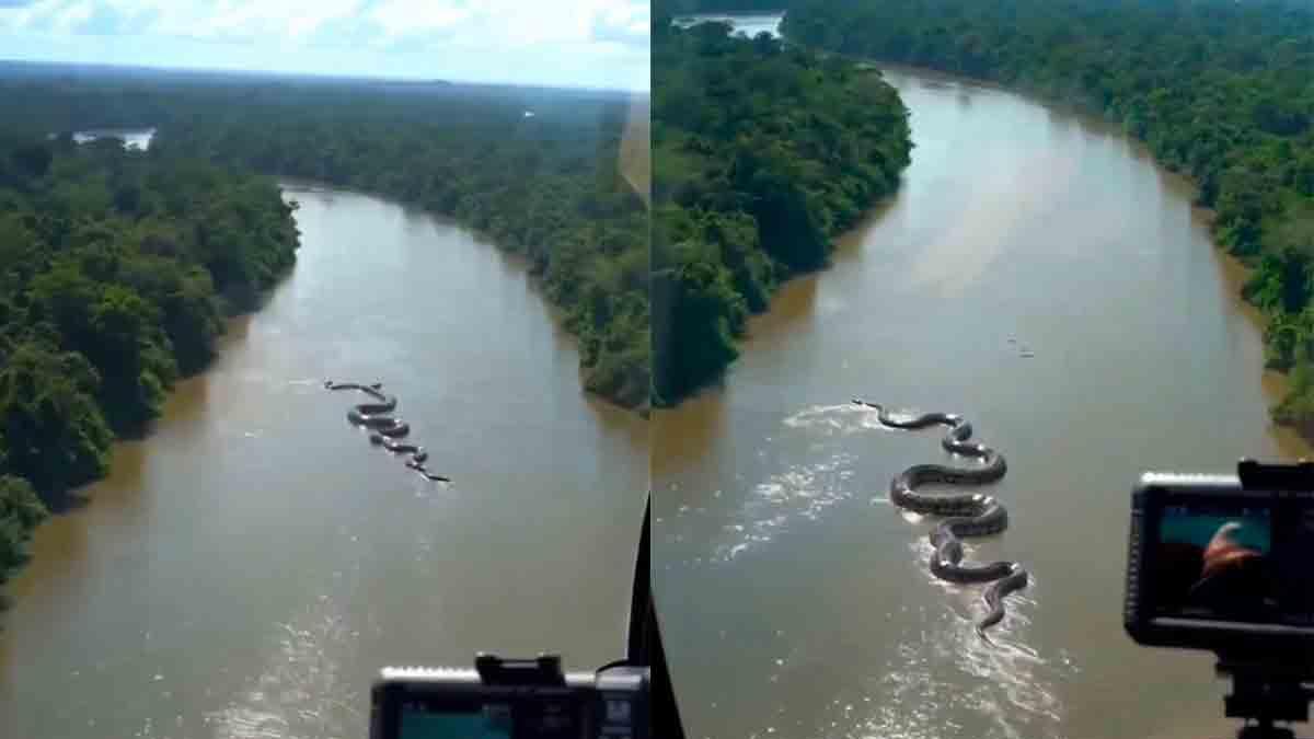 ¿Es real? Captan una anaconda gigante en el Amazonas y el impactante ...