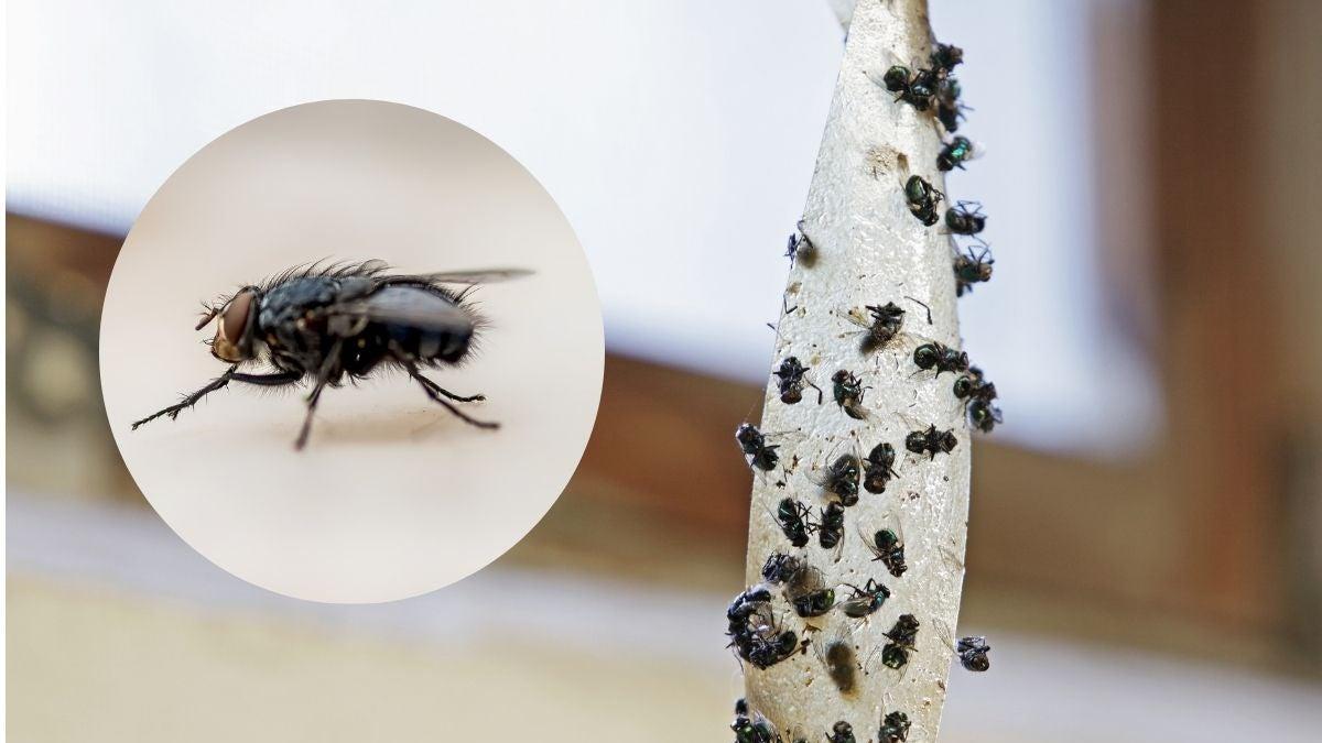 ¿Plaga de moscas? Descubre qué significan y por qué aparecen en tu casa