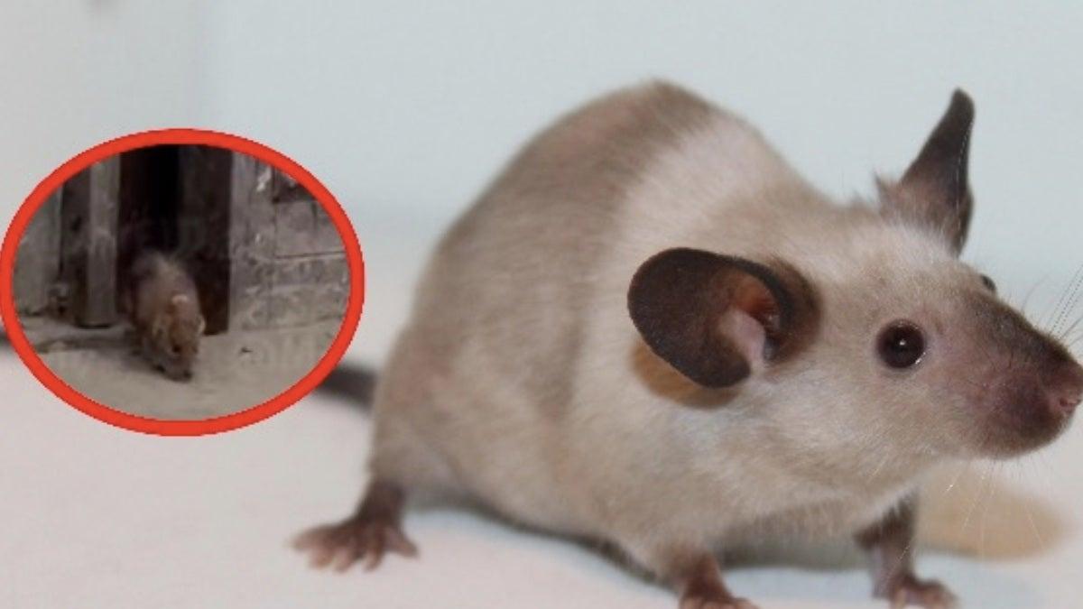 Plaga de ratas en Ecatepec, Edomex; inicia ‘purga’ tras videos virales