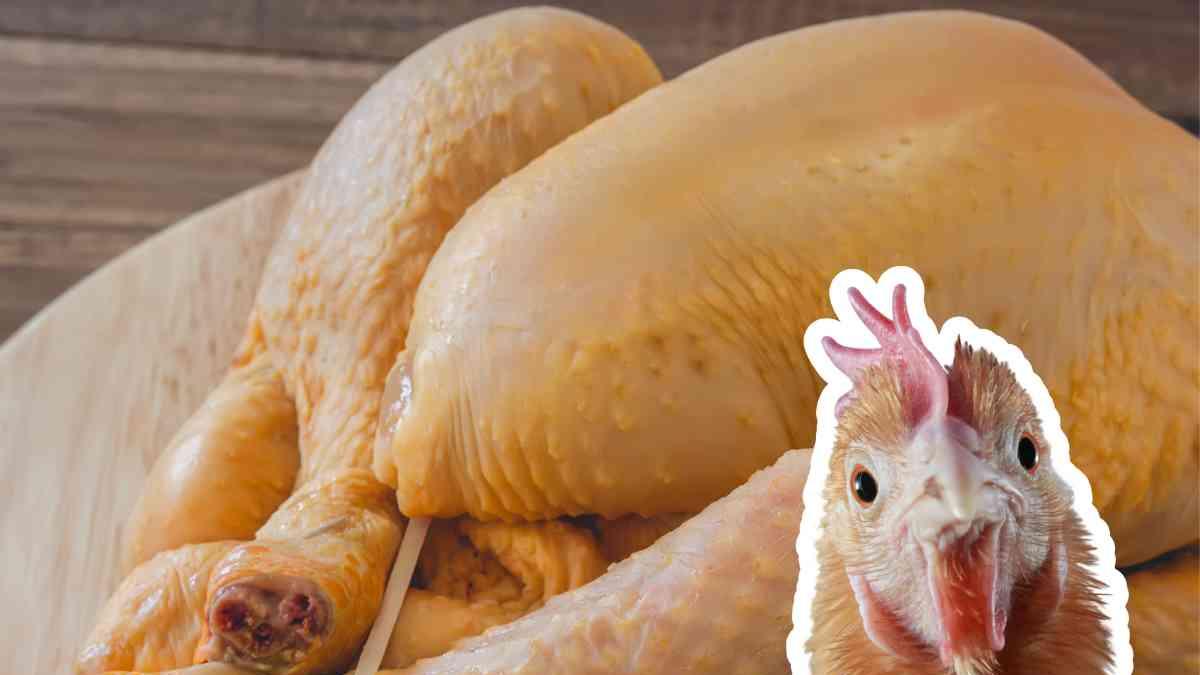 Por qué el pollo en México es amarillo: ¿pintura artificial o un ...