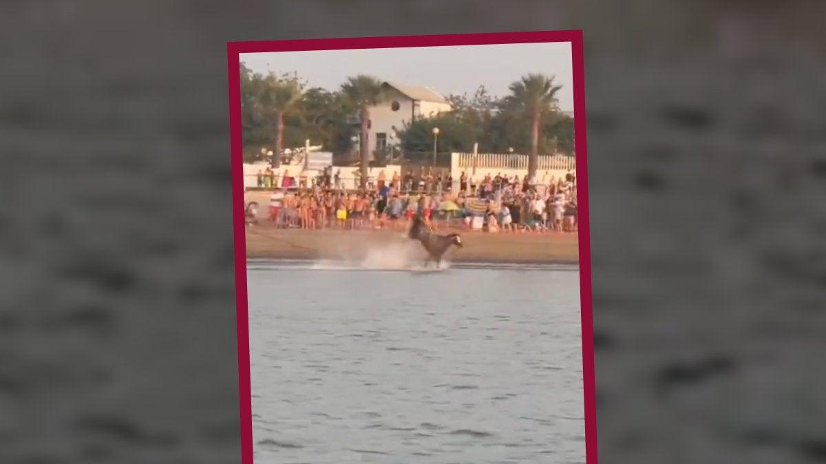 VIDEO: Caballo se desboca durante una carrera en la playa... y se mete ...