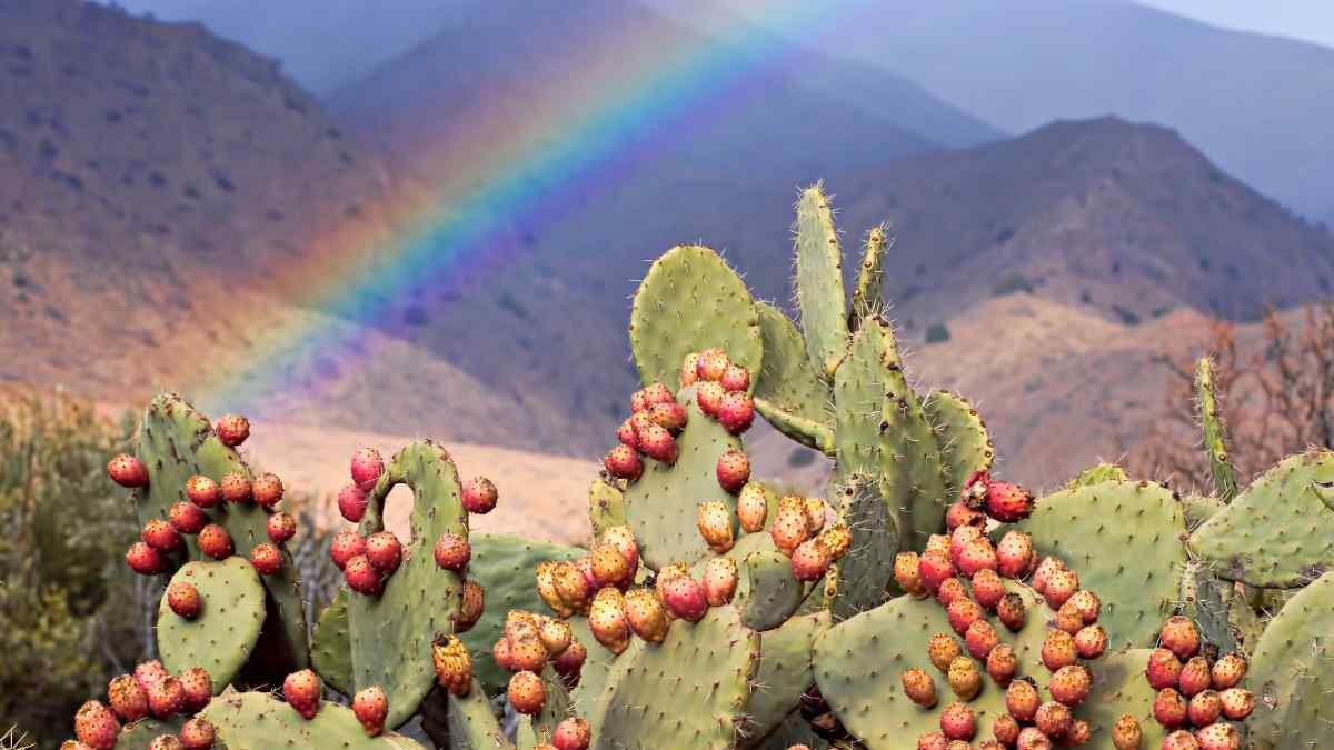 ¿Cuántos tipos de tuna hay en México? Cuáles son y para qué se usan