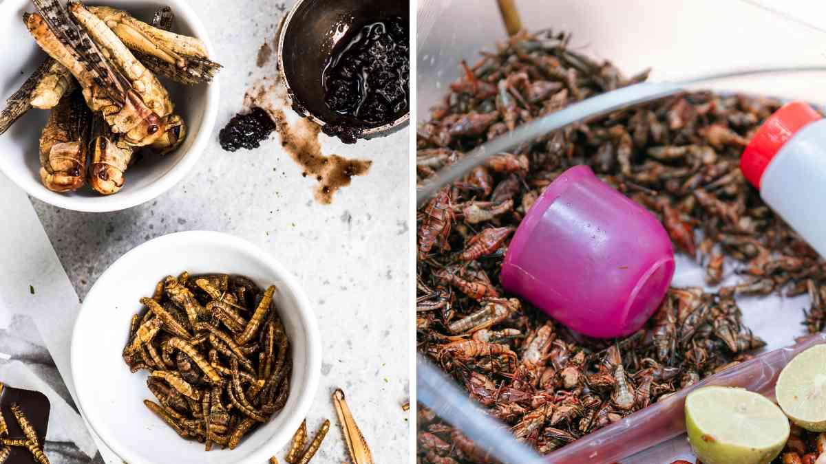 Insectos en tu plato: por qué son el superalimento del futuro en el mundo