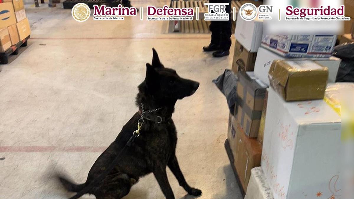 Decomisan fentanilo en el AICM enviado desde Asia y valuado en 20 mdd