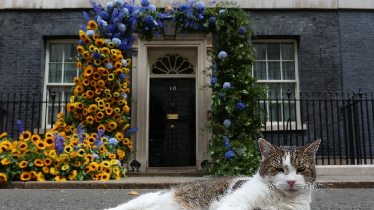 Larry, el gato político de Reino Unido, celebra 15 años en Downing Street