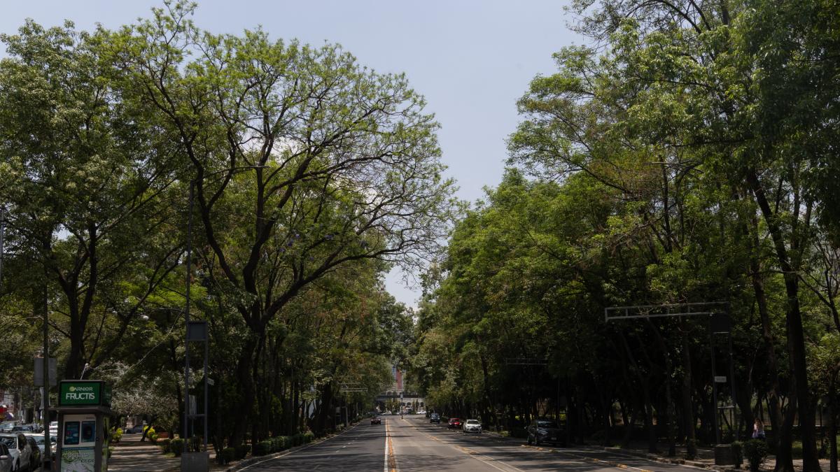 Concreto desplaza áreas verdes y eleva hasta 10 grados Celsius la ...