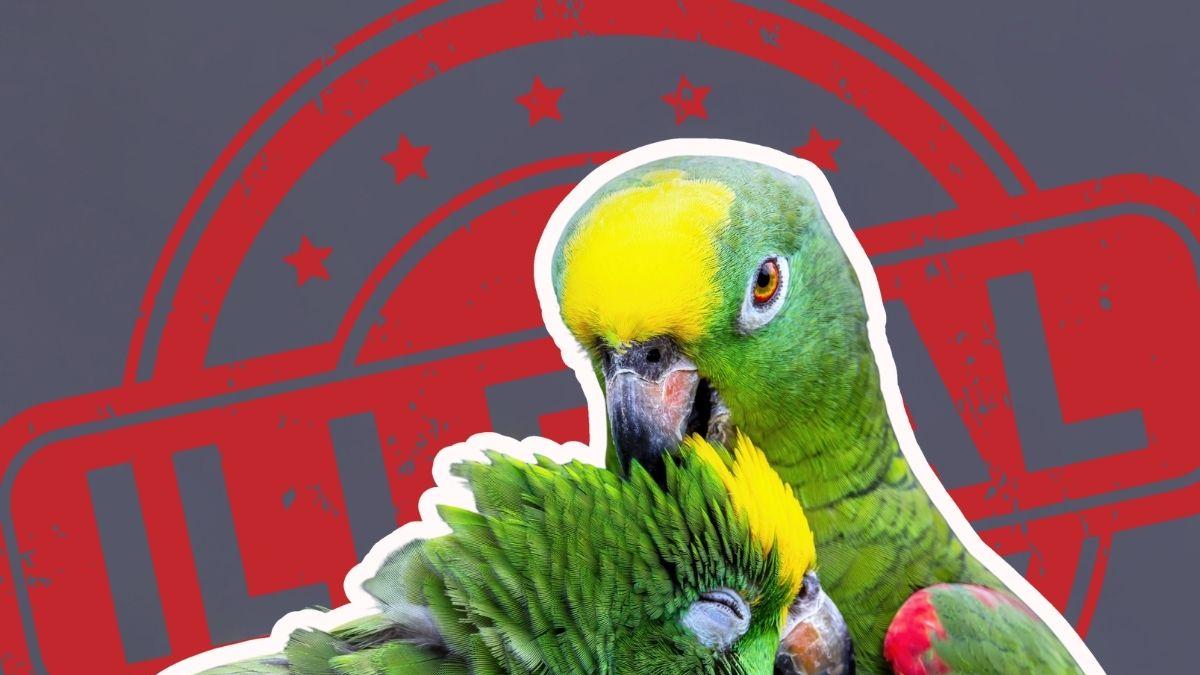 ¿Es legal tener un loro en México?