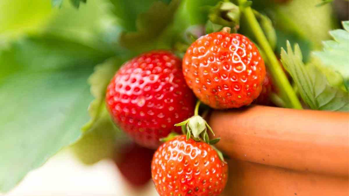 Cómo cultivar fresas en maceta paso a paso